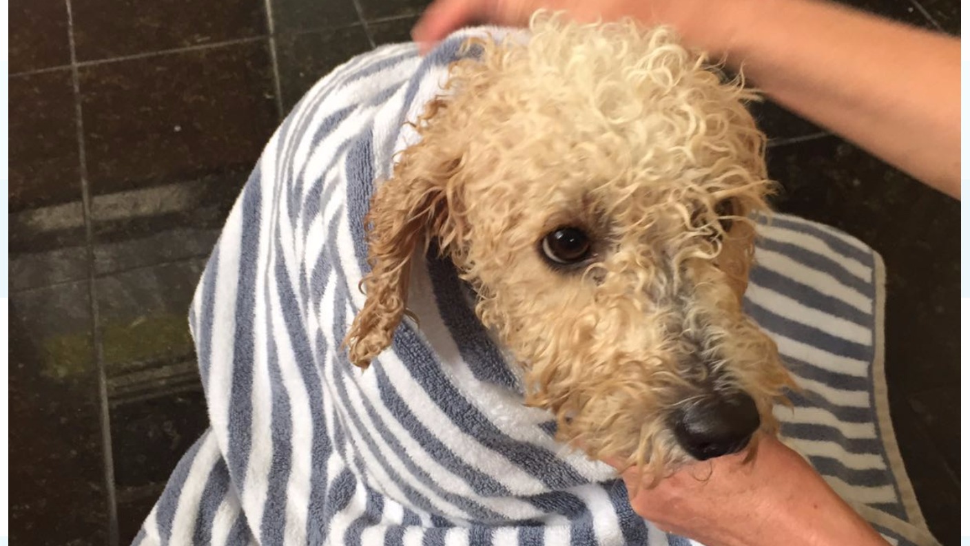 Arnie's lucky escape after dramatic cliff ledge rescue | ITV News Tyne Tees