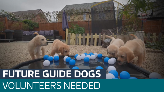 Meet the volunteers helping shape the next generation of guide dogs ...