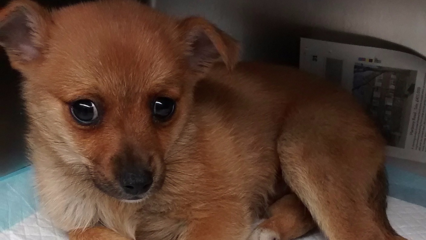 Pomeranian pup died after being dumped in a park | ITV News Granada