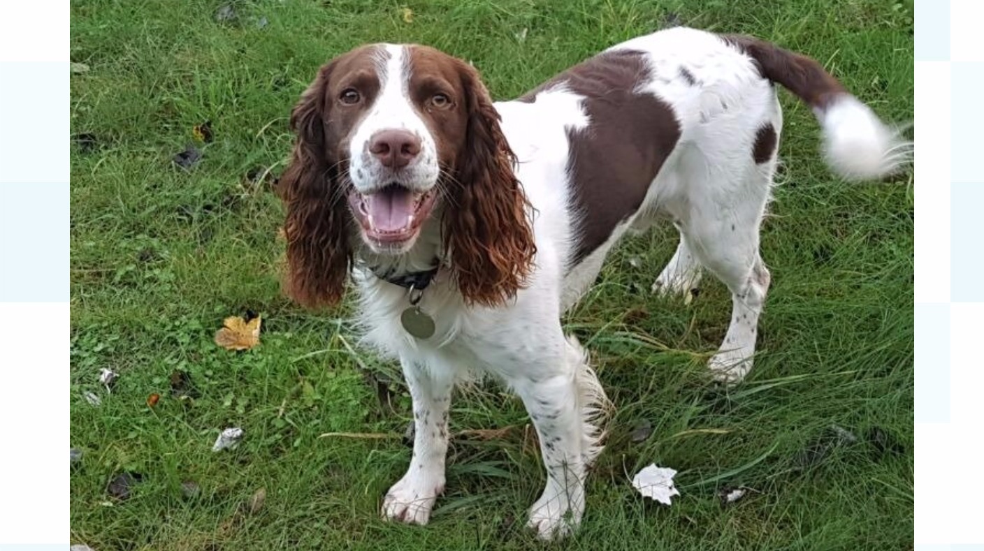 Woof justice! A look at life for region's police dogs | ITV News Granada
