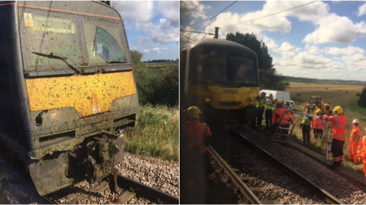 Eleven cows dead and several more missing after being hit by a train ...