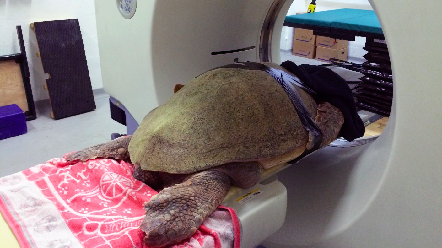 CT scan for rescued Scarborough sea turtle | ITV News Calendar