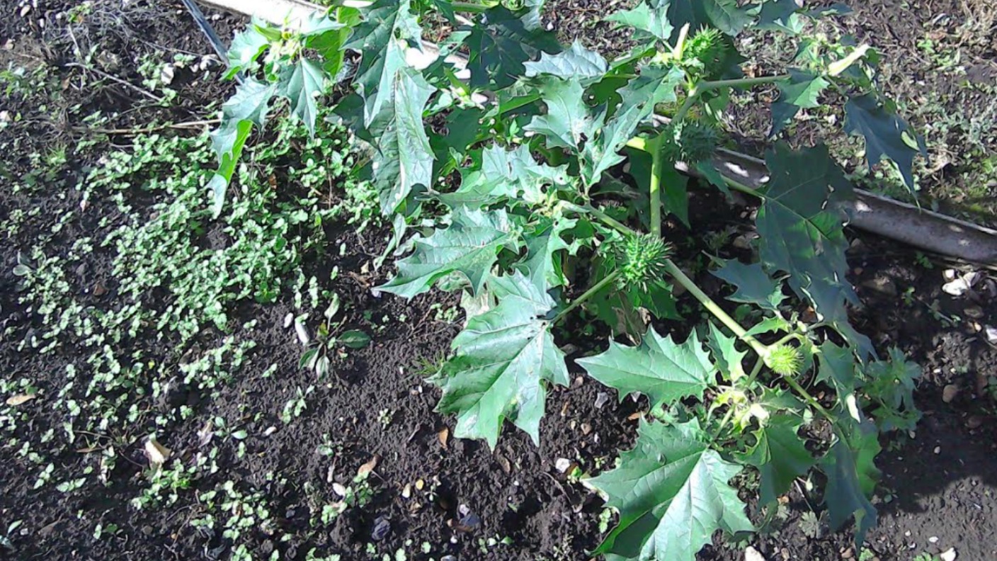 Simon's Blog - Name That Plant | ITV News Meridian