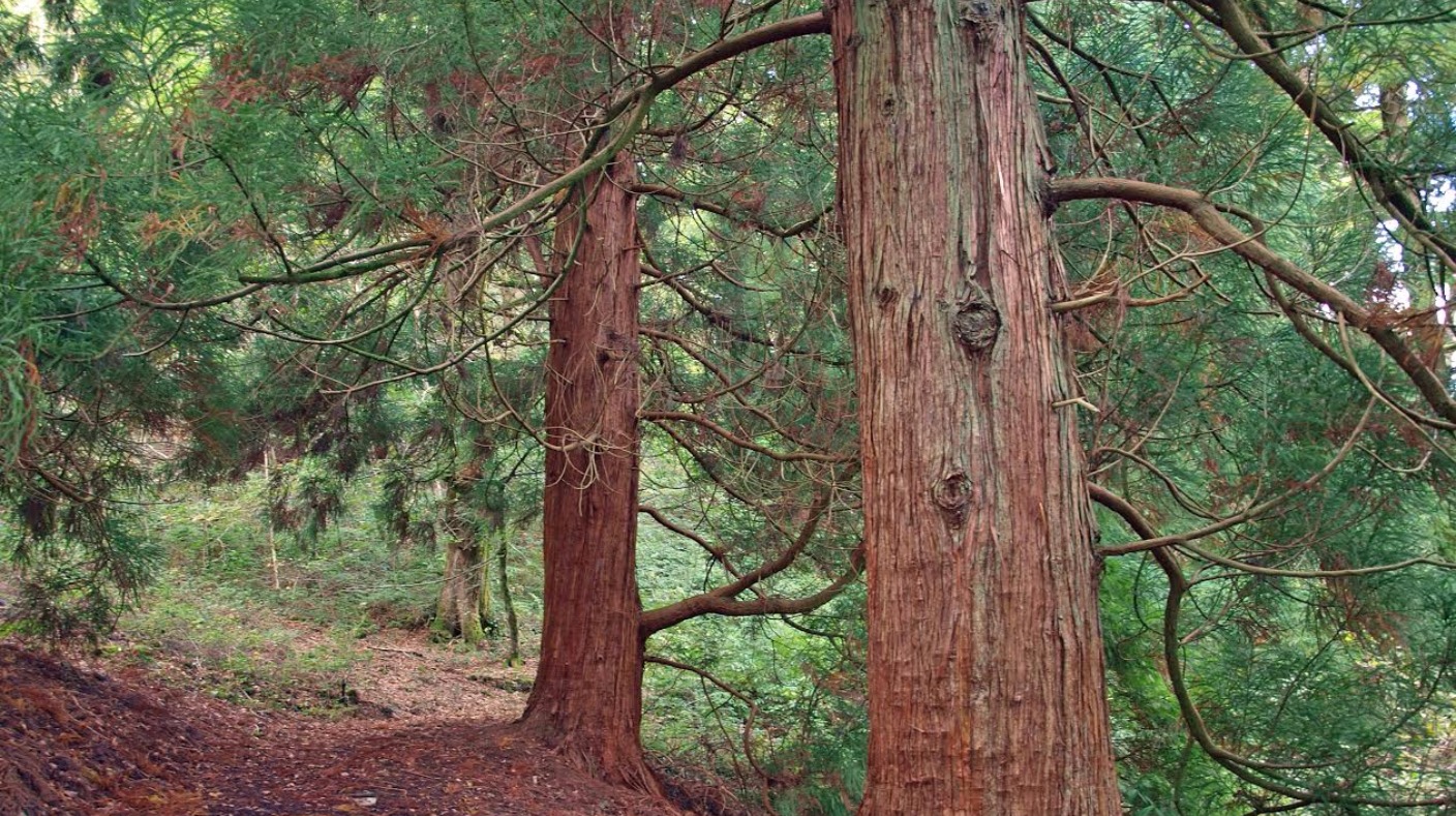 Largest trees in the UK discovered in Snowdonia National Park | ITV ...