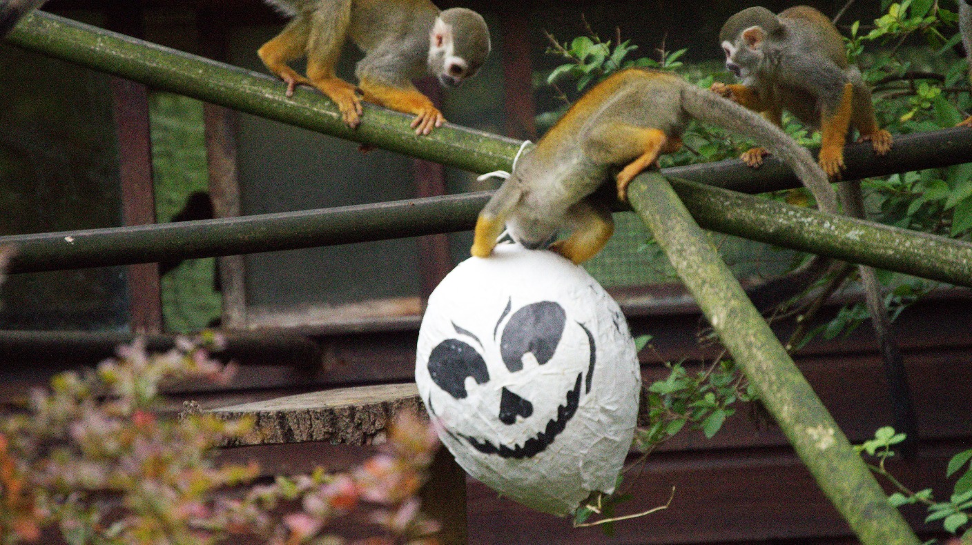 Monkey-ing around at the zoo for Halloween | ITV News West Country
