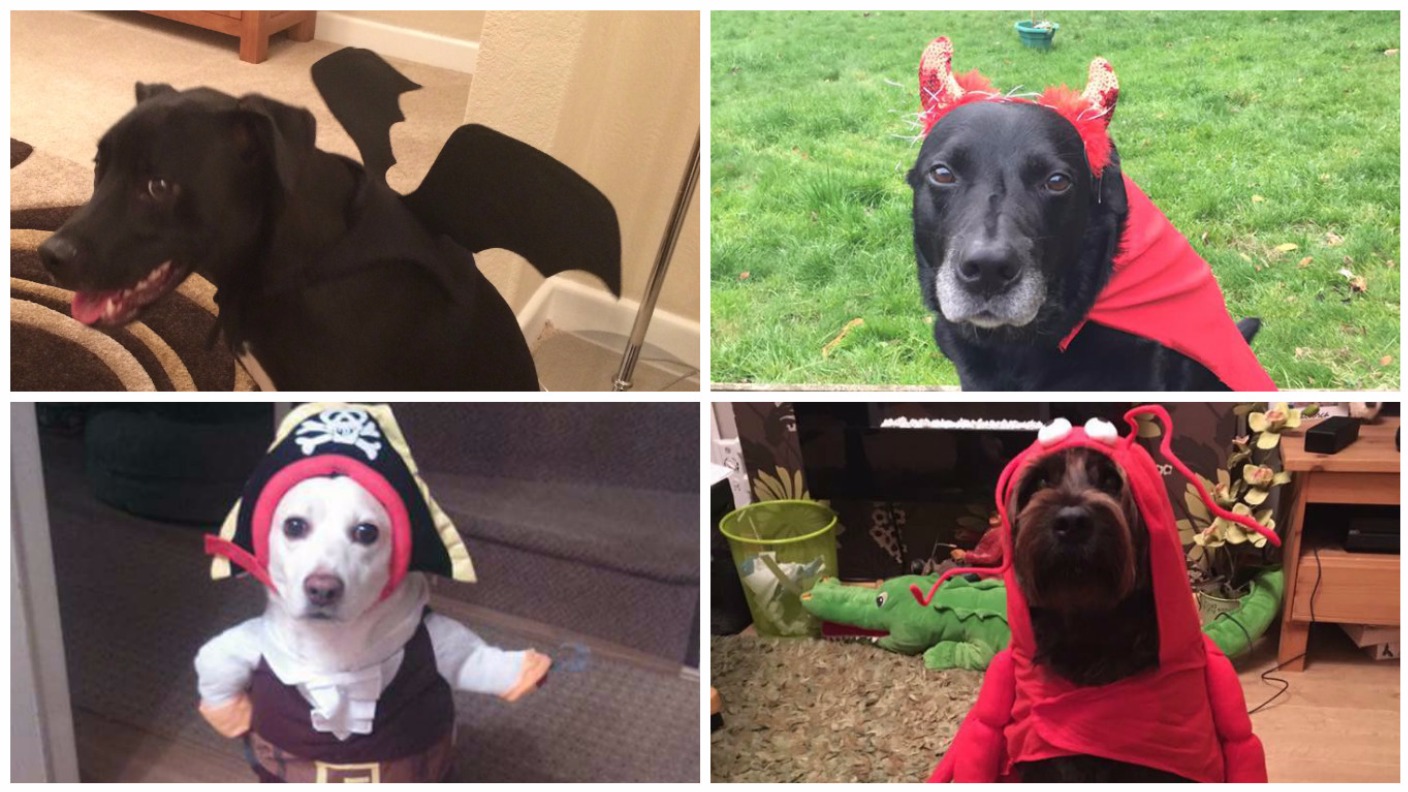 Welsh pets get spooky for Howl-a-ween | ITV News Wales