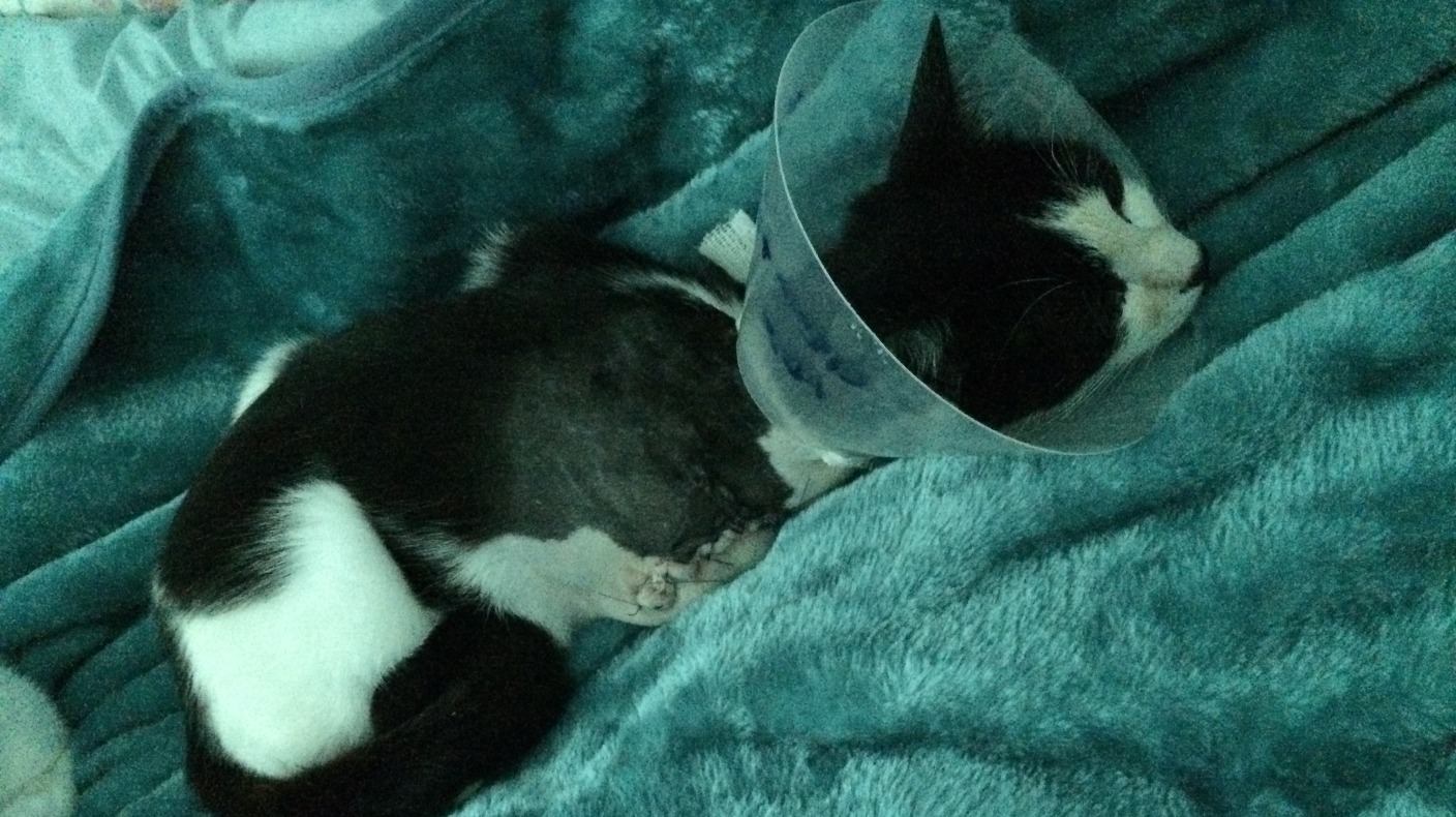 Owner's cats targeted with pellet gun attacks and poison | ITV News Central