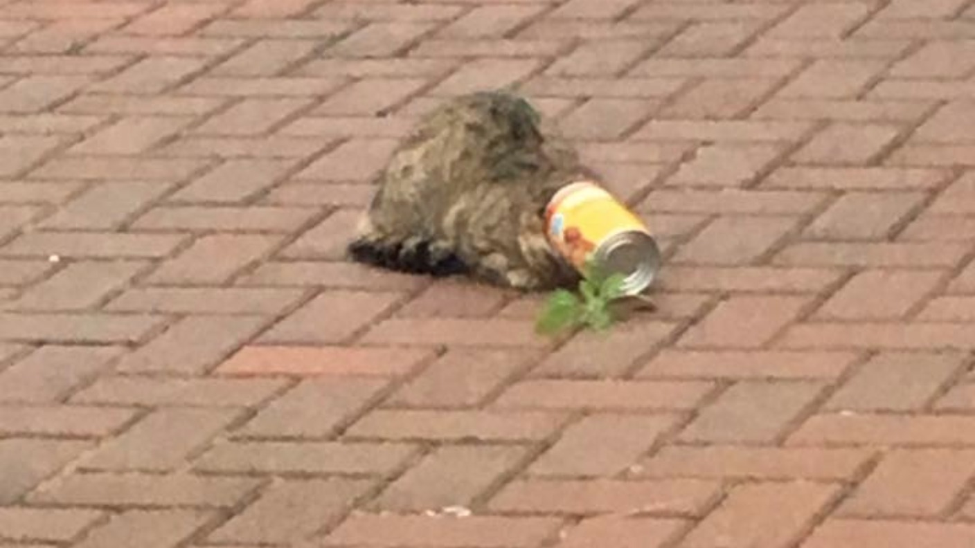 Charity issues litter warning after cat freed from tin can trap | ITV ...