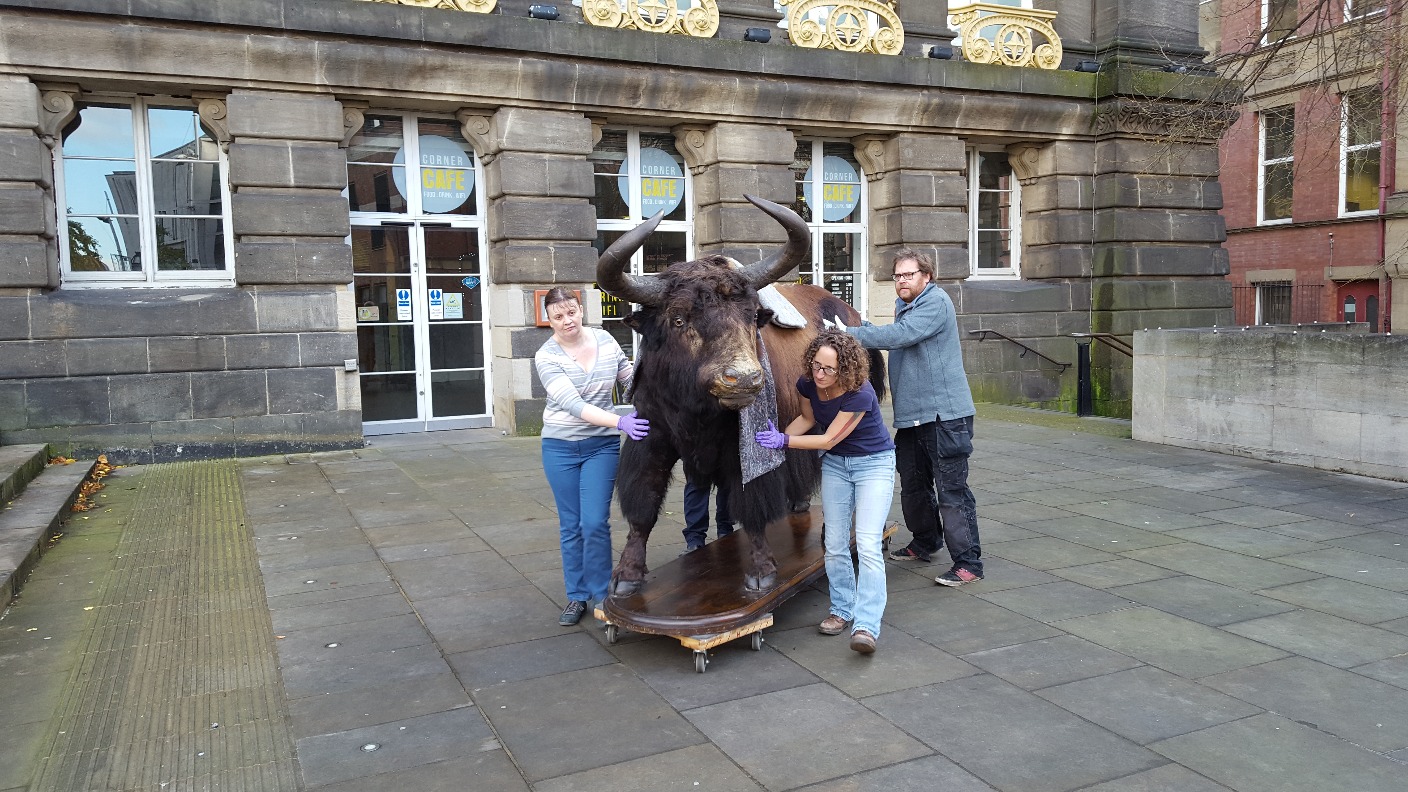Hit the road, yak: 160-year-old Tibetan animal moved from museum | ITV ...