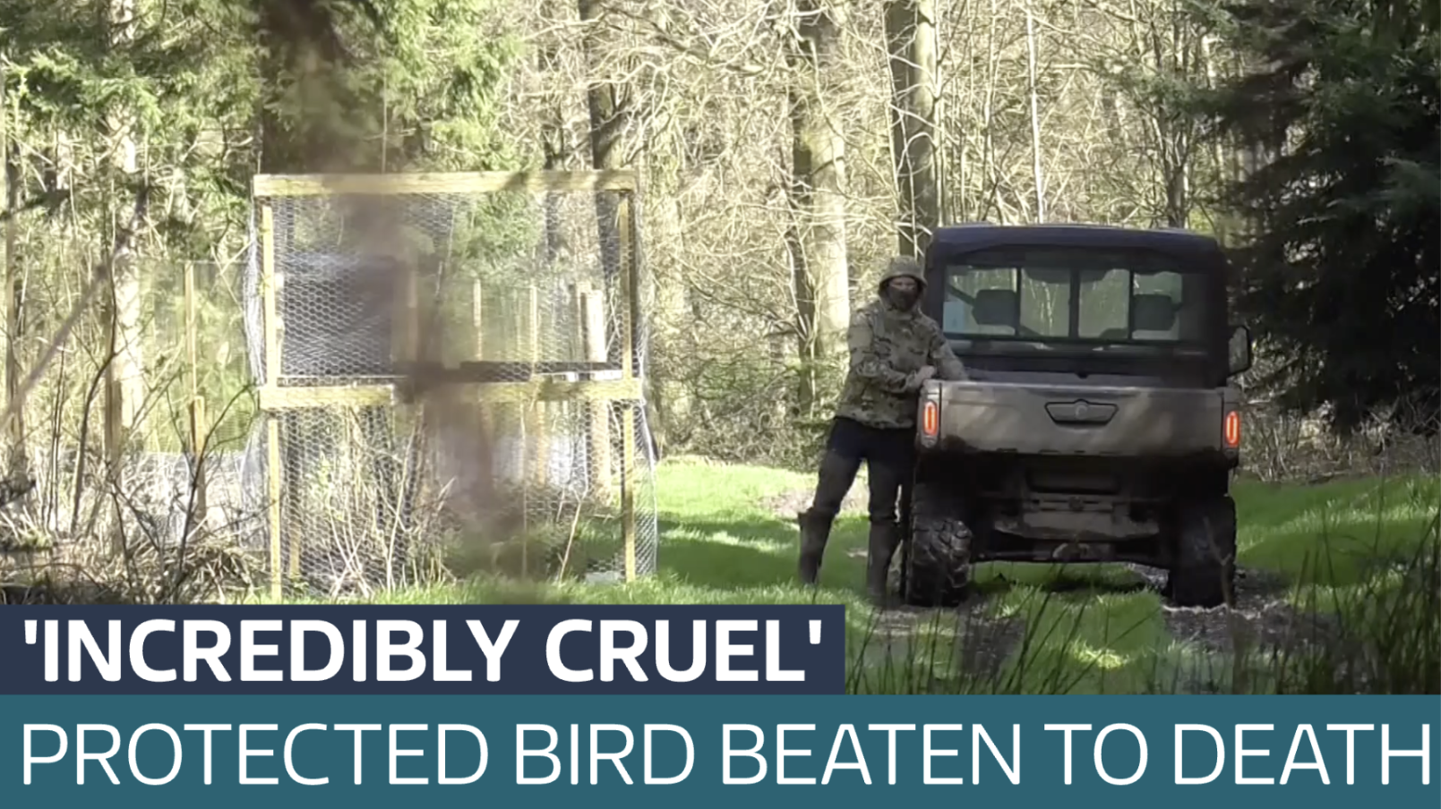 Gamekeeper admits killing buzzard after being captured on covert RSPB ...