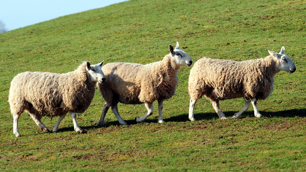 Men to be sentenced for sheep rustling | ITV News Granada