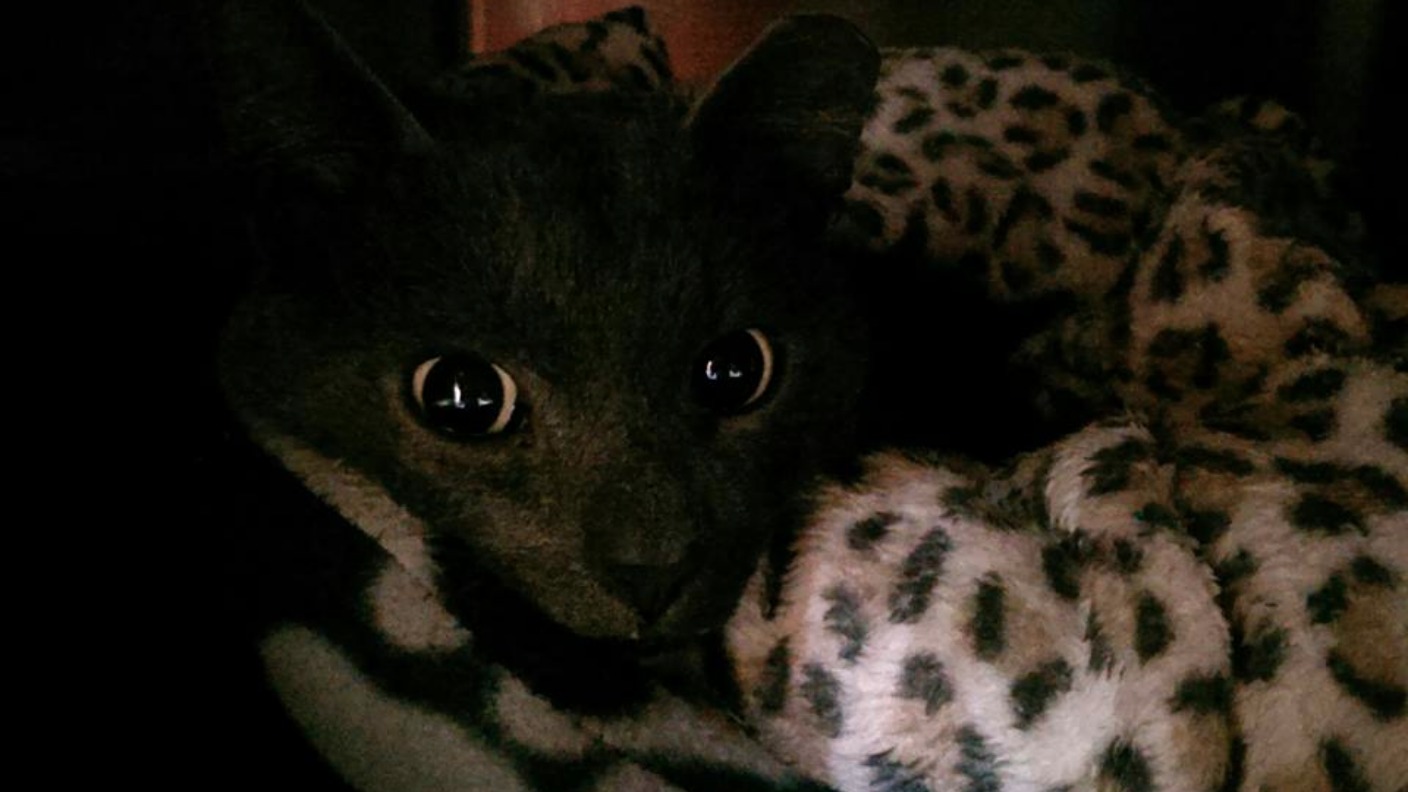 Cat needed leg amputated after suspected firework attack | ITV News ...