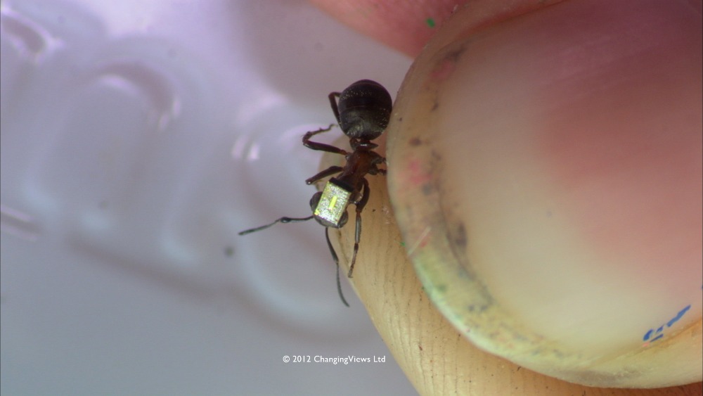 Researchers fit 1000 ants with radio receivers | ITV News Tyne Tees