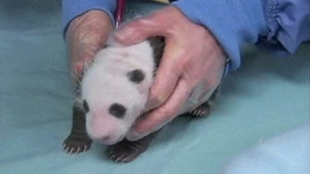 Baby panda 'squawks' at vets during first examination | ITV News