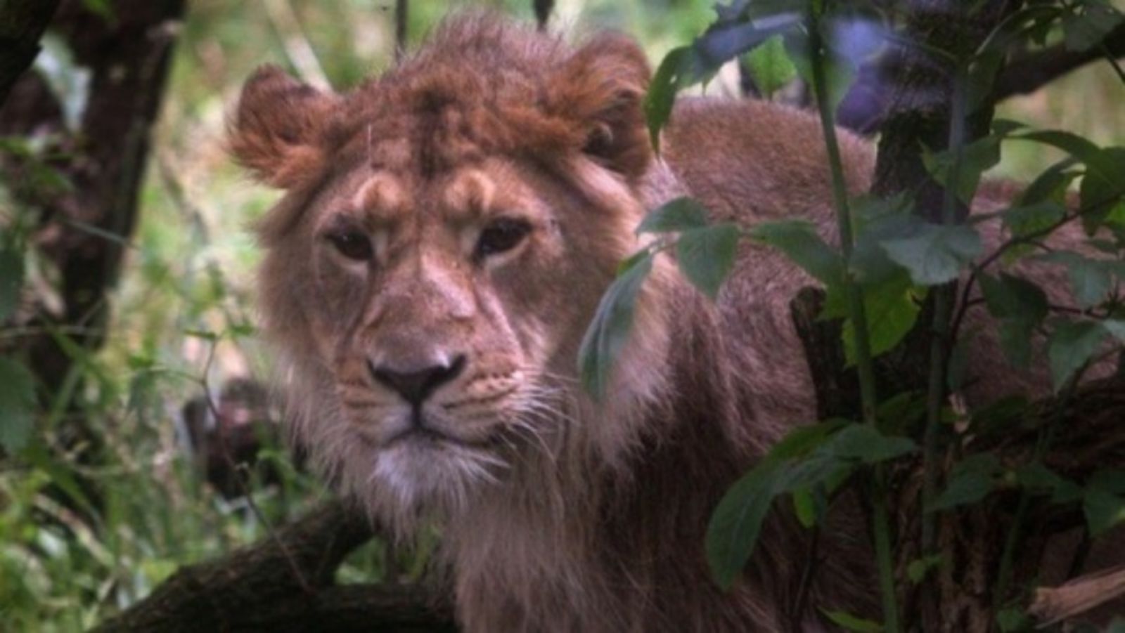 Essex lion search called off by police | ITV News London Essex lion search called off by police | ITV News London