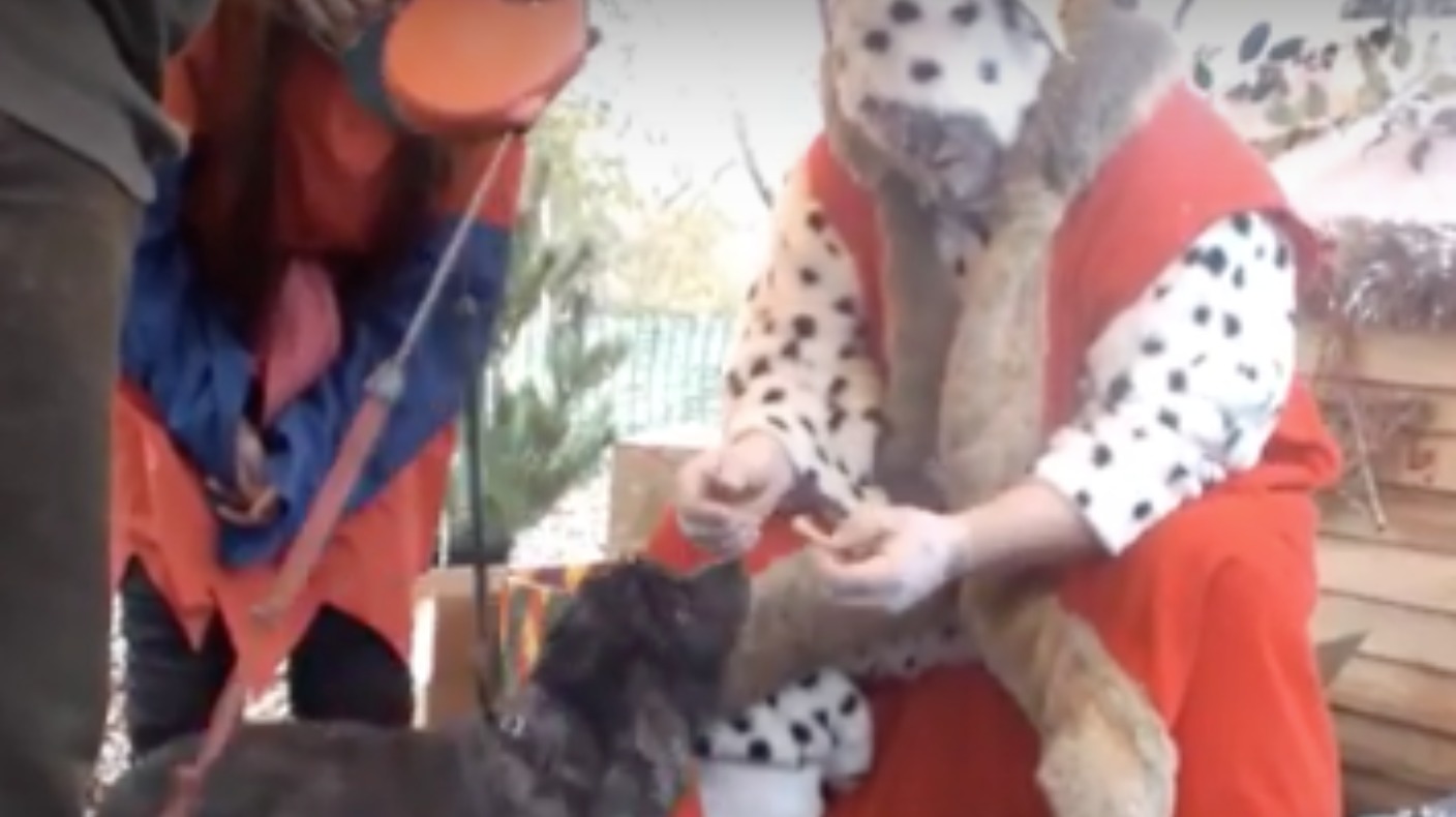 Dog grotto set up so canines can visit Santa Paws | ITV News Central