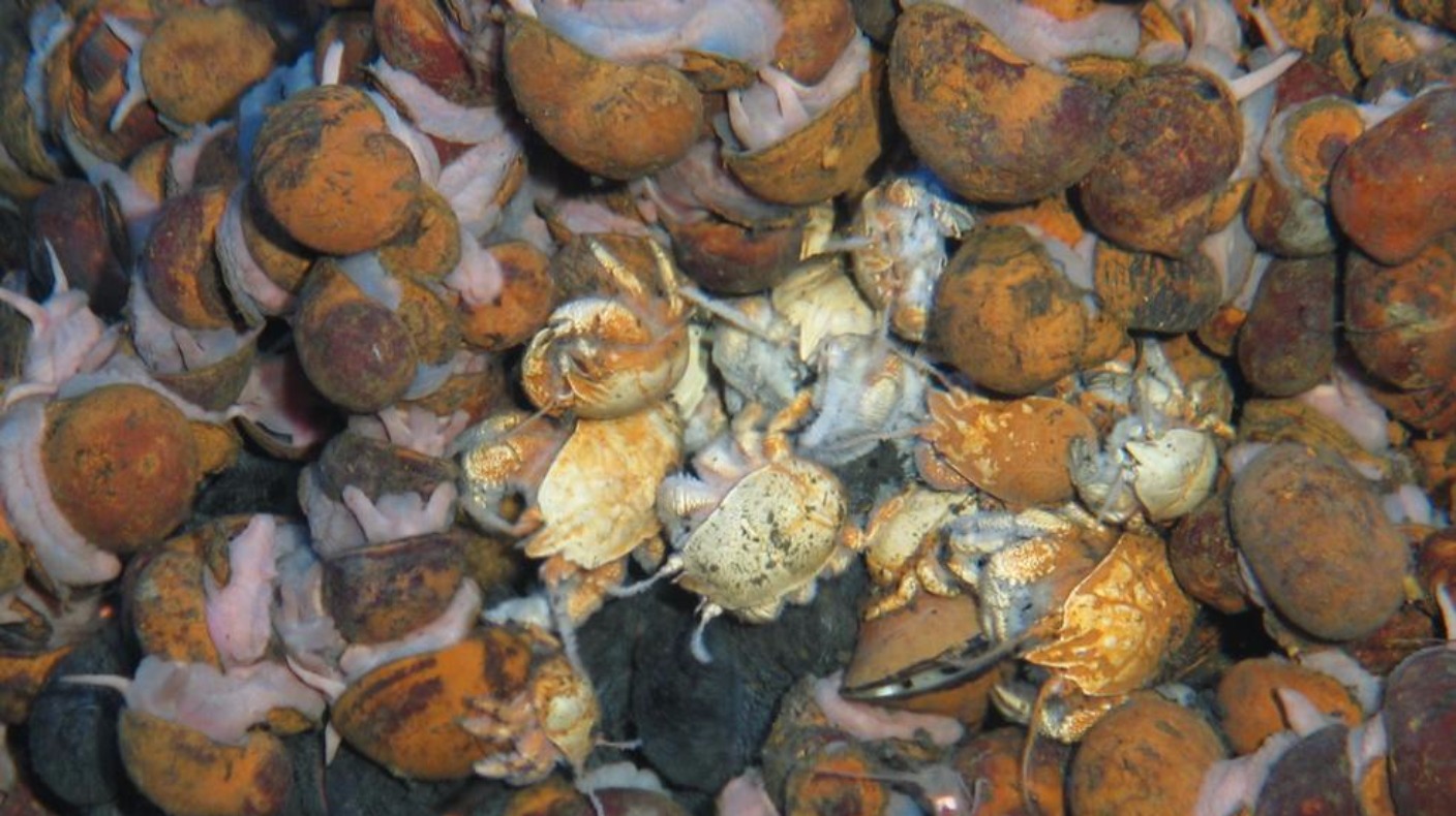 Newcastle scientists help find six new animal species | ITV News Tyne Tees