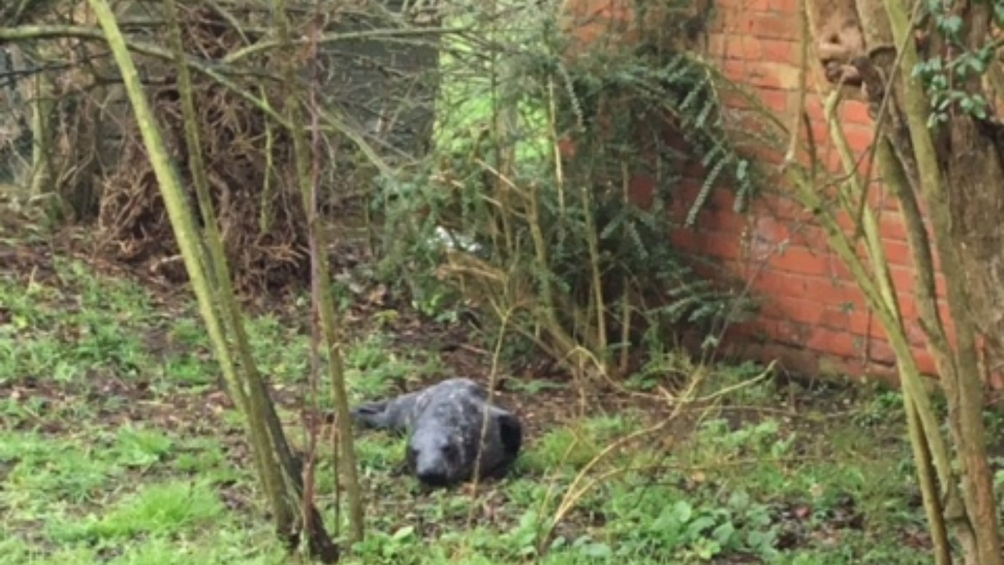 There's a seal in my shrubbery: animal stranded in garden | ITV News Anglia