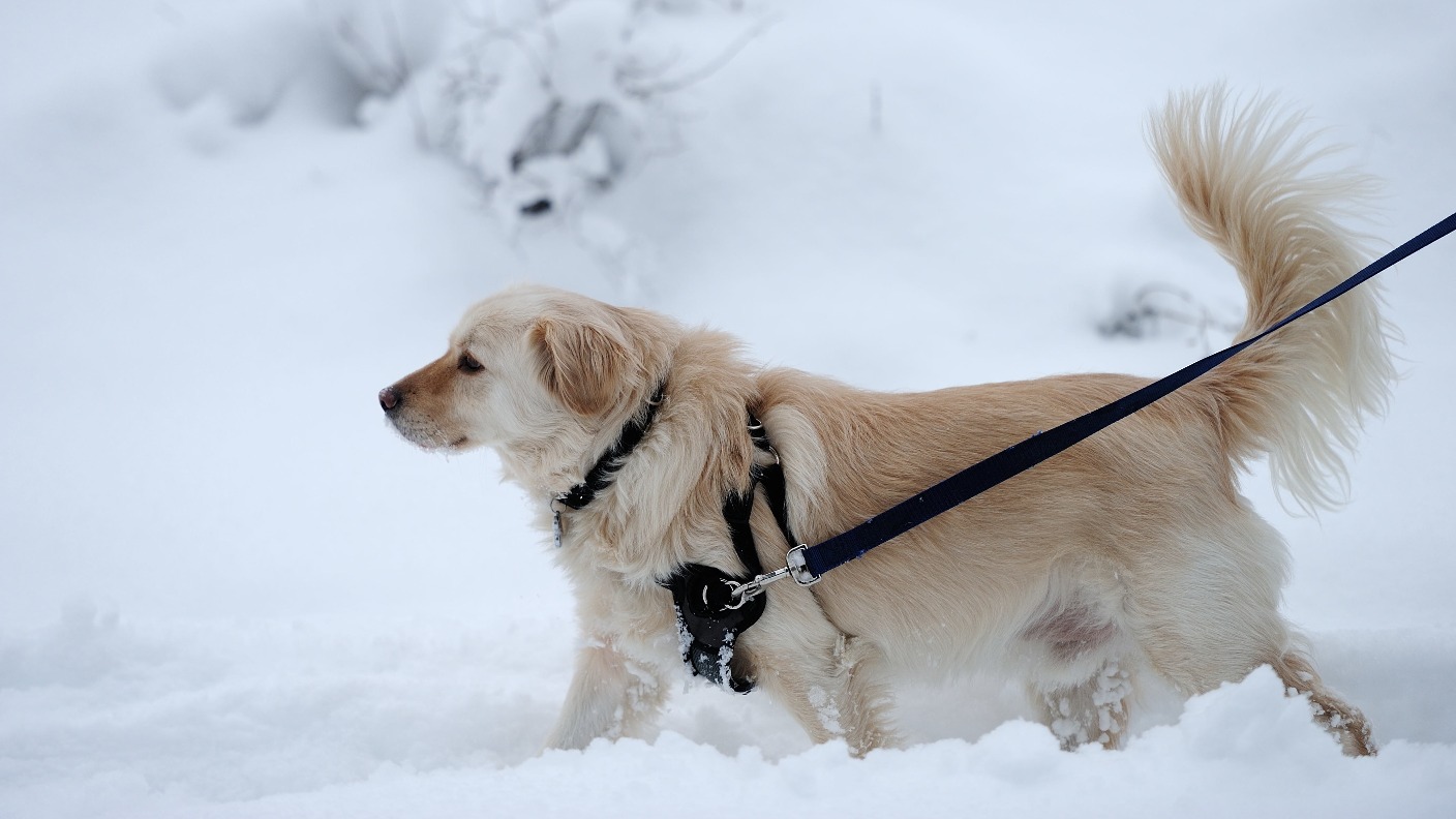 Six things you can do to help animals during cold weather | ITV News ...