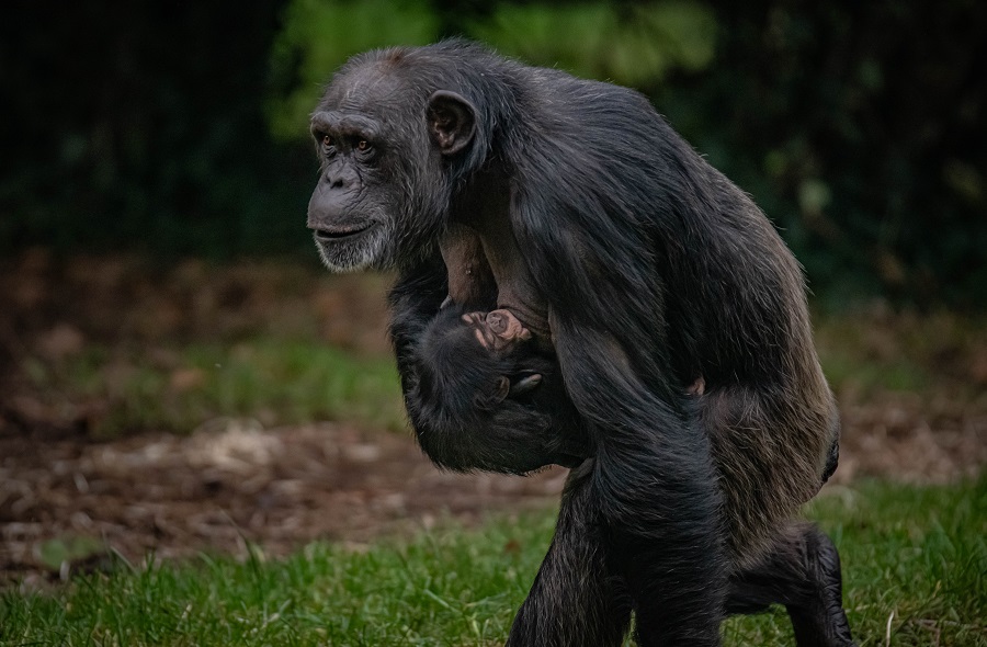Birth of rare chimpanzee at Chester Zoo gives ‘hope’ to critically ...