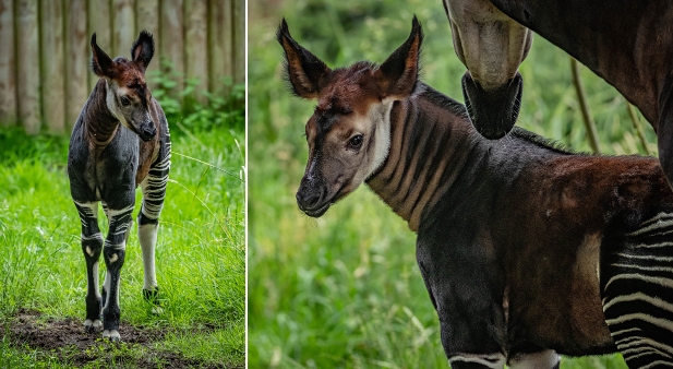 Half Deer Half Zebra