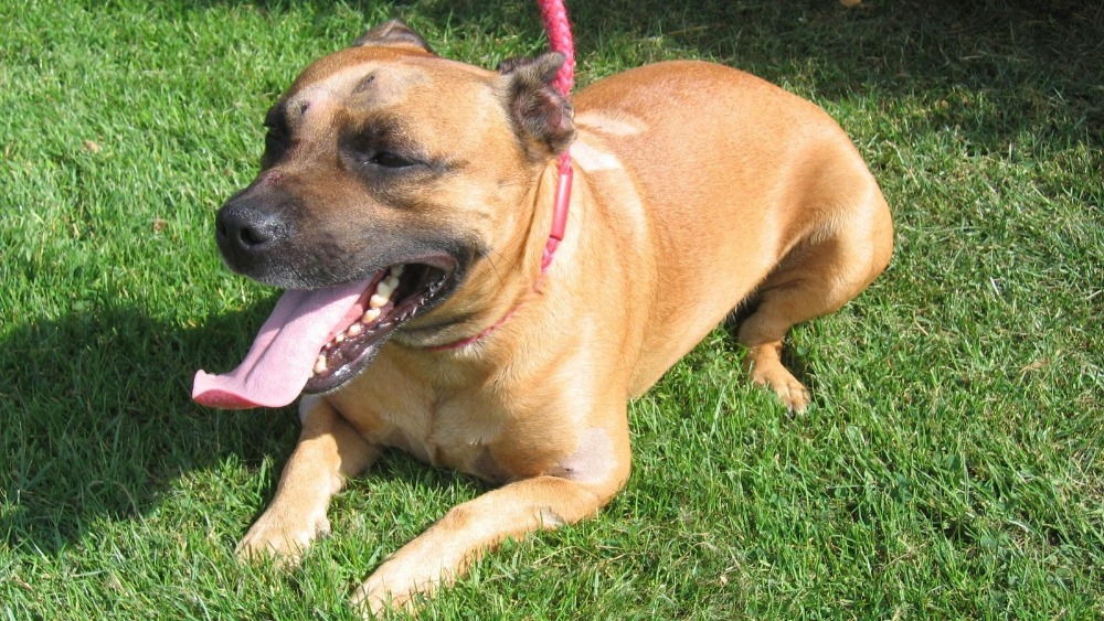 Rise in stray 'status dogs' across Wales | ITV News Wales