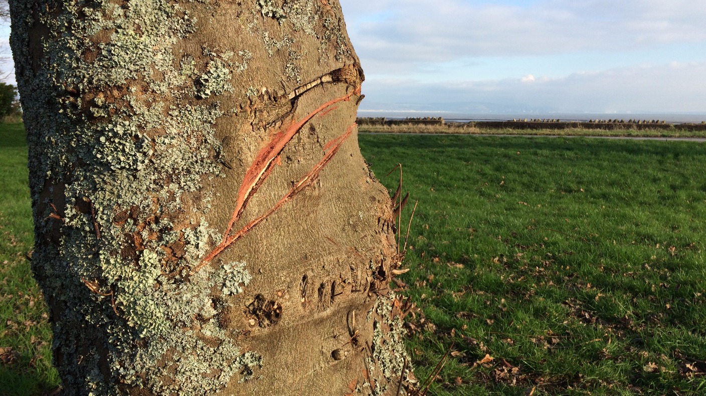 Mystery tree vandal strikes again in Swansea | ITV News Wales