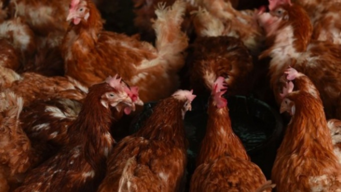 Banham Poultry: "no evidence of any spread of infection" | ITV News Anglia