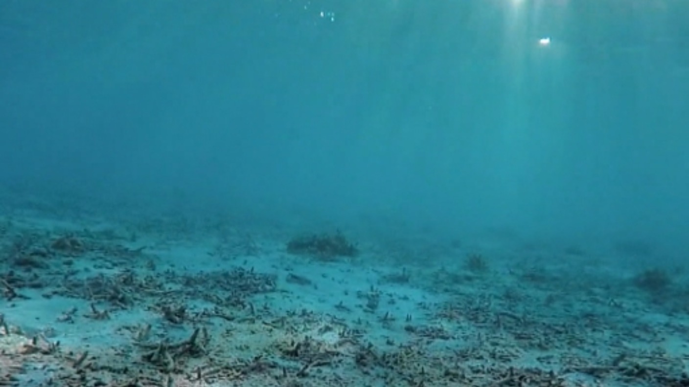 Coral reefs suffering because of global warming | ITV News West Country