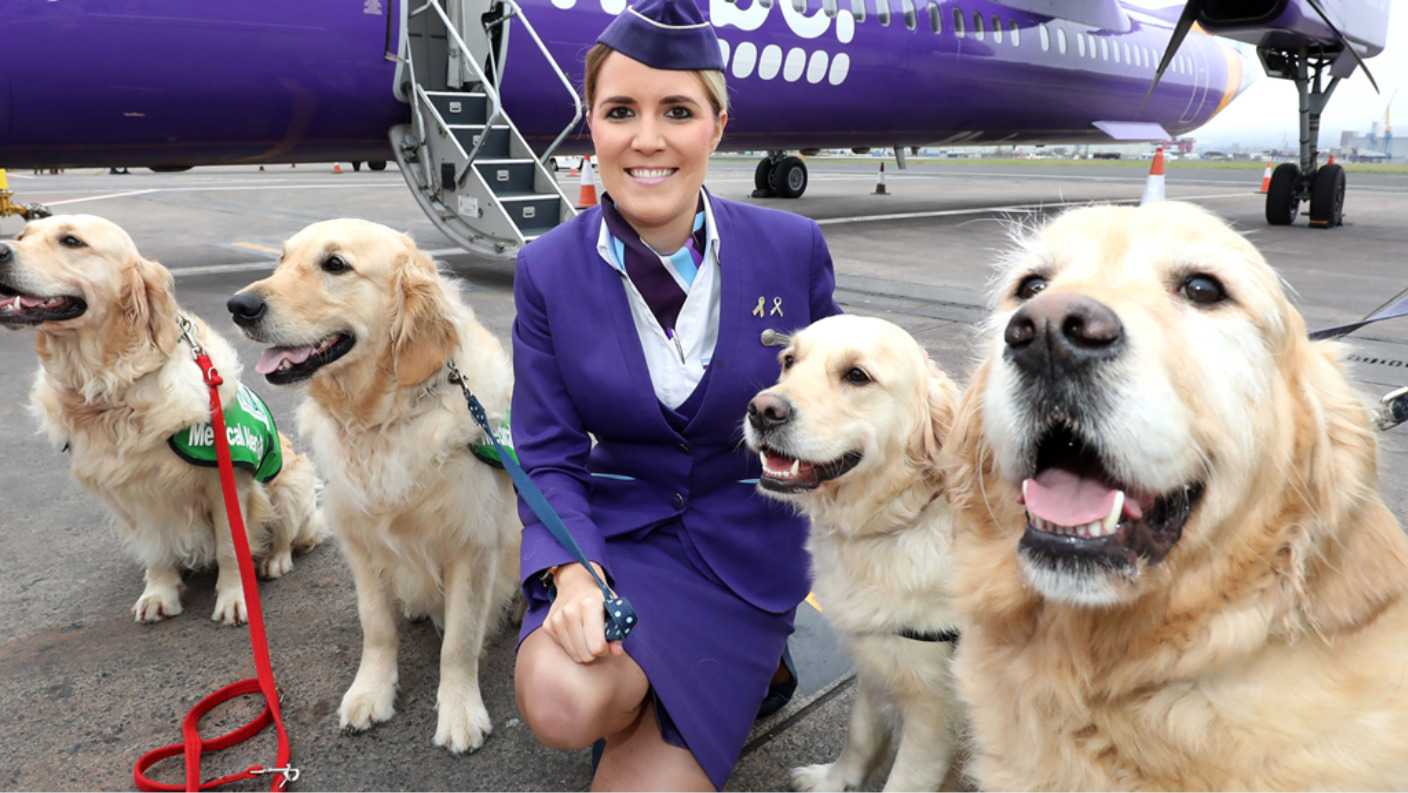 Medical alert dogs get first class treatment at Belfast City Airport ...