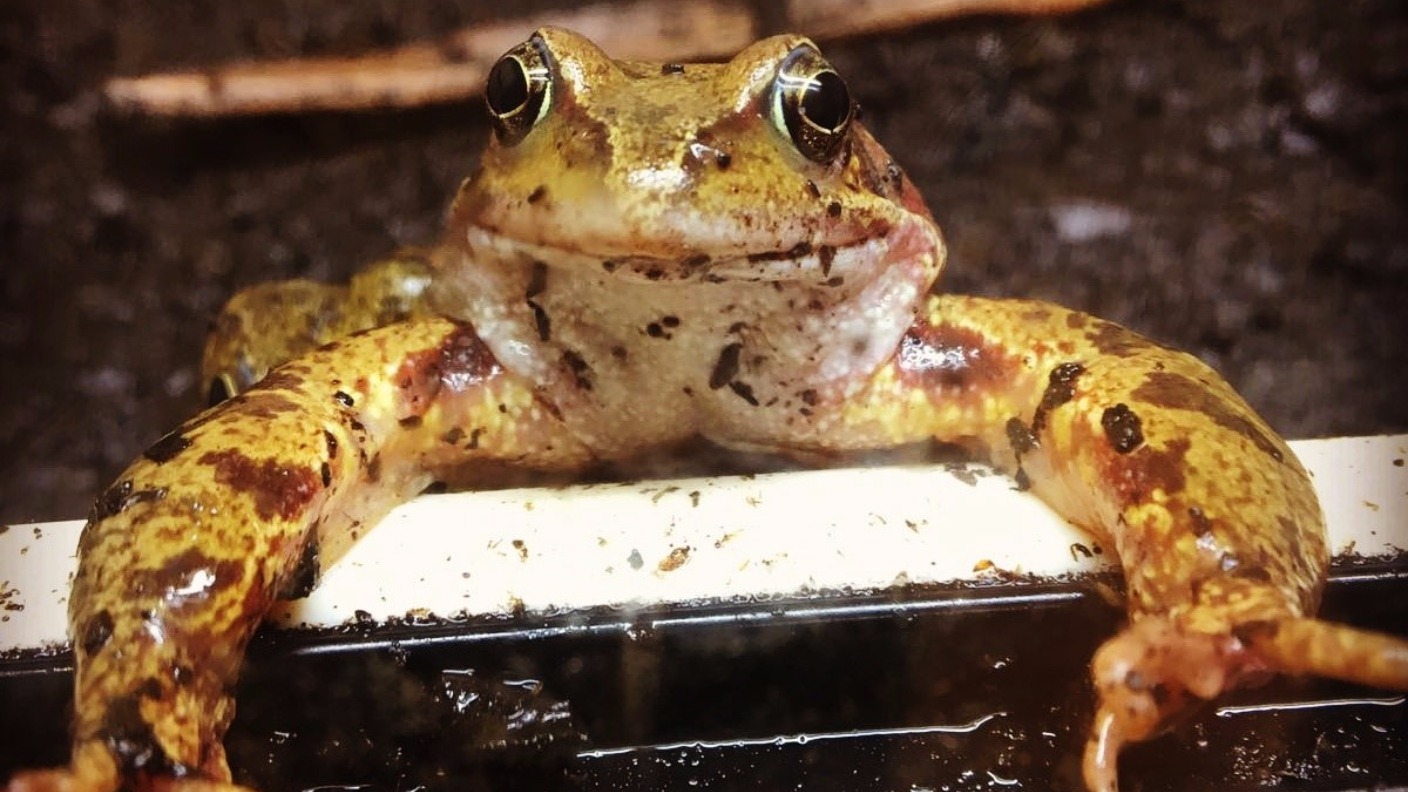 RSPCA called to rescue 50 frogs dumped in Aldi car park | ITV News London