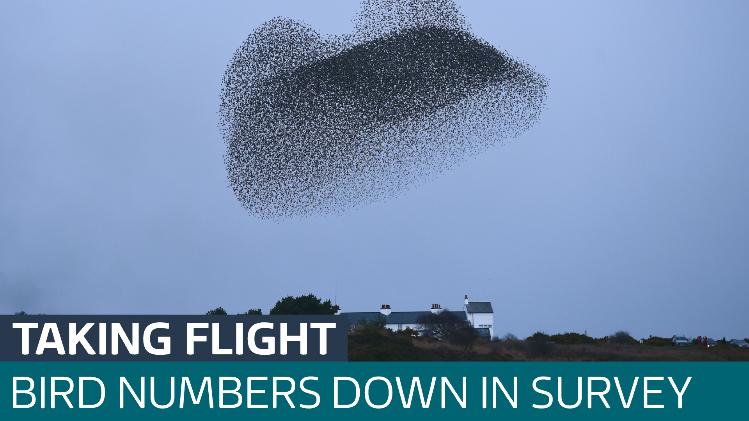 RSPB Big Garden Bird Watch results show starling numbers declining ...
