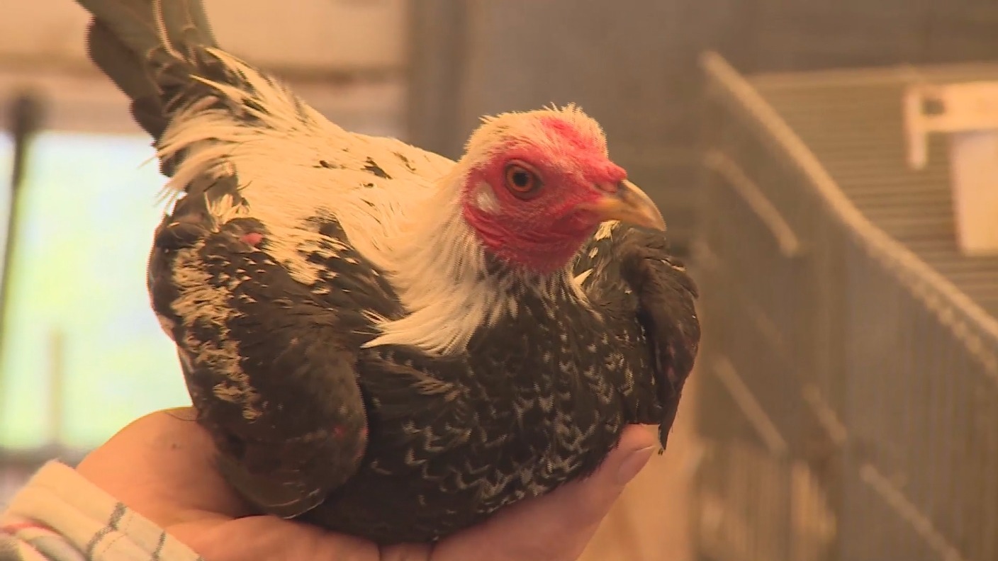 Prize winning chickens stolen in raid | ITV News Meridian