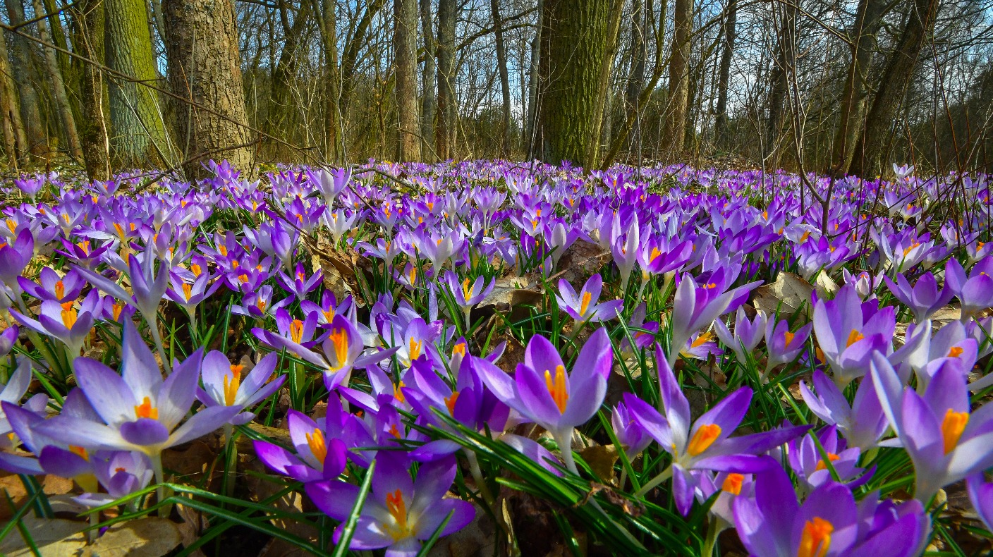 Nuneaton could get country's first nature school | ITV News Central