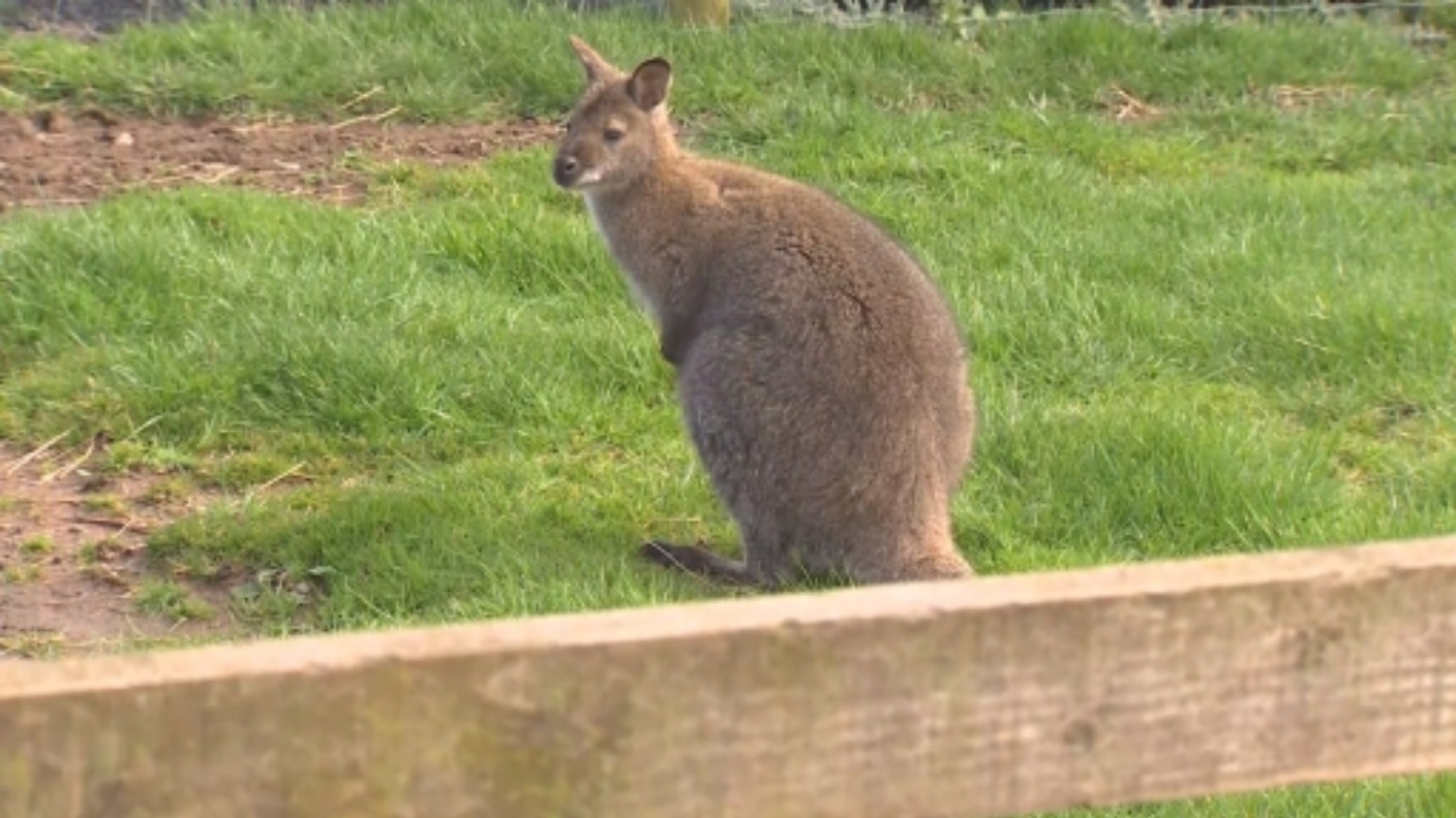 Wallaby dies after vandals target farm park | ITV News Border