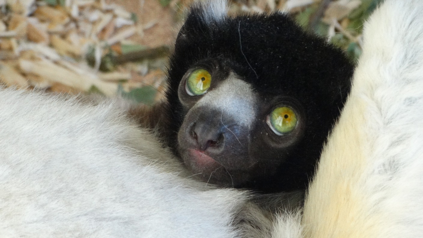 Rare lemur born in the UK at Cotswold Wildlife Park | ITV News Meridian