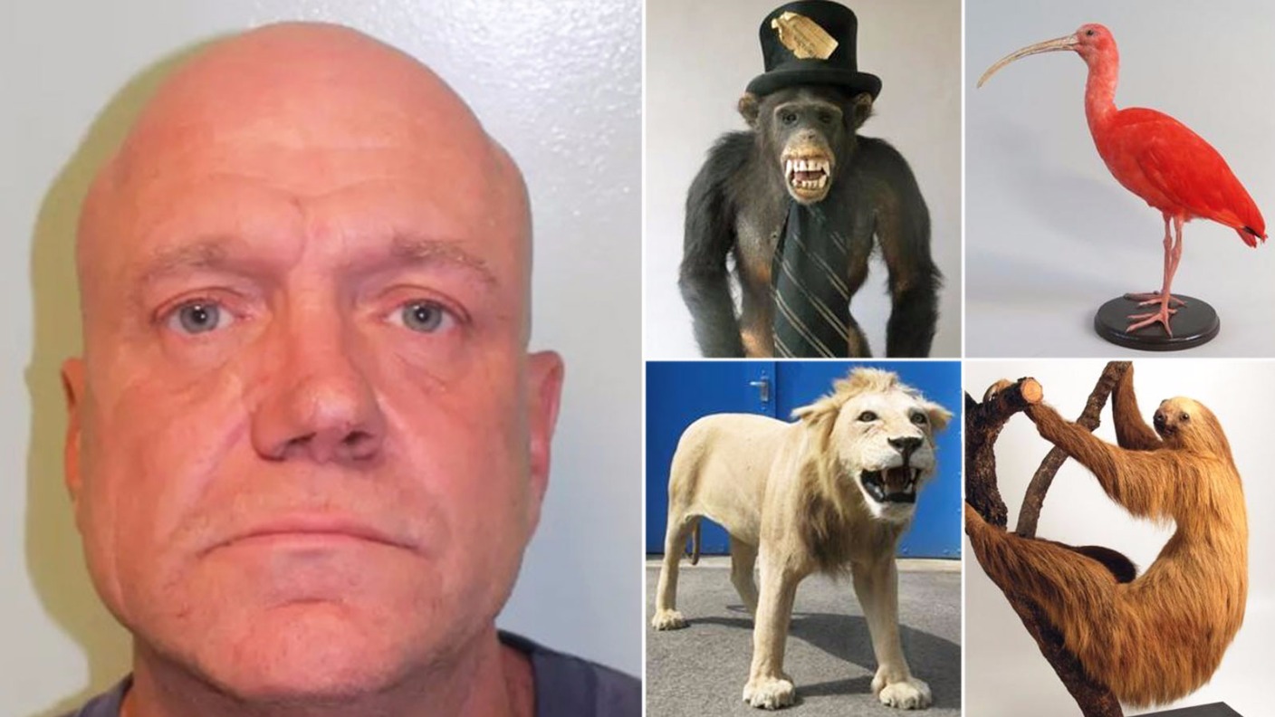 Man admits stealing stuffed lions and taxidermy chimp in a top hat ...