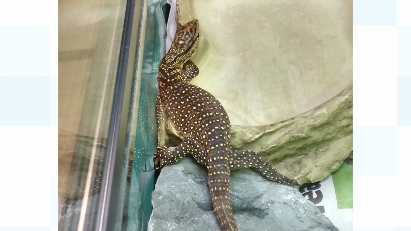 Stowaway lizard surprises holidaymaker on return to UK | ITV News Central