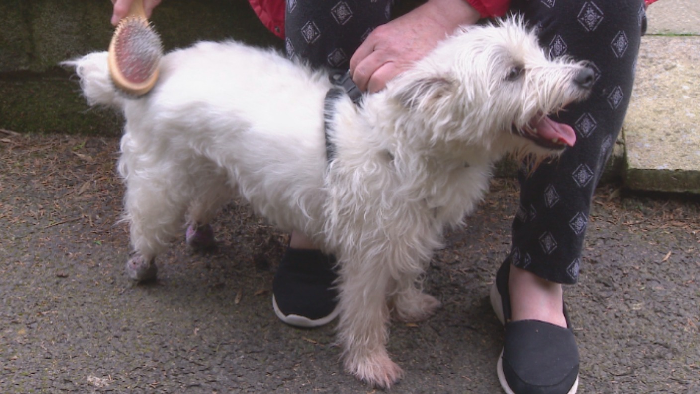 Rodney the Westie with prosthetic paws needs a new home | ITV News Wales