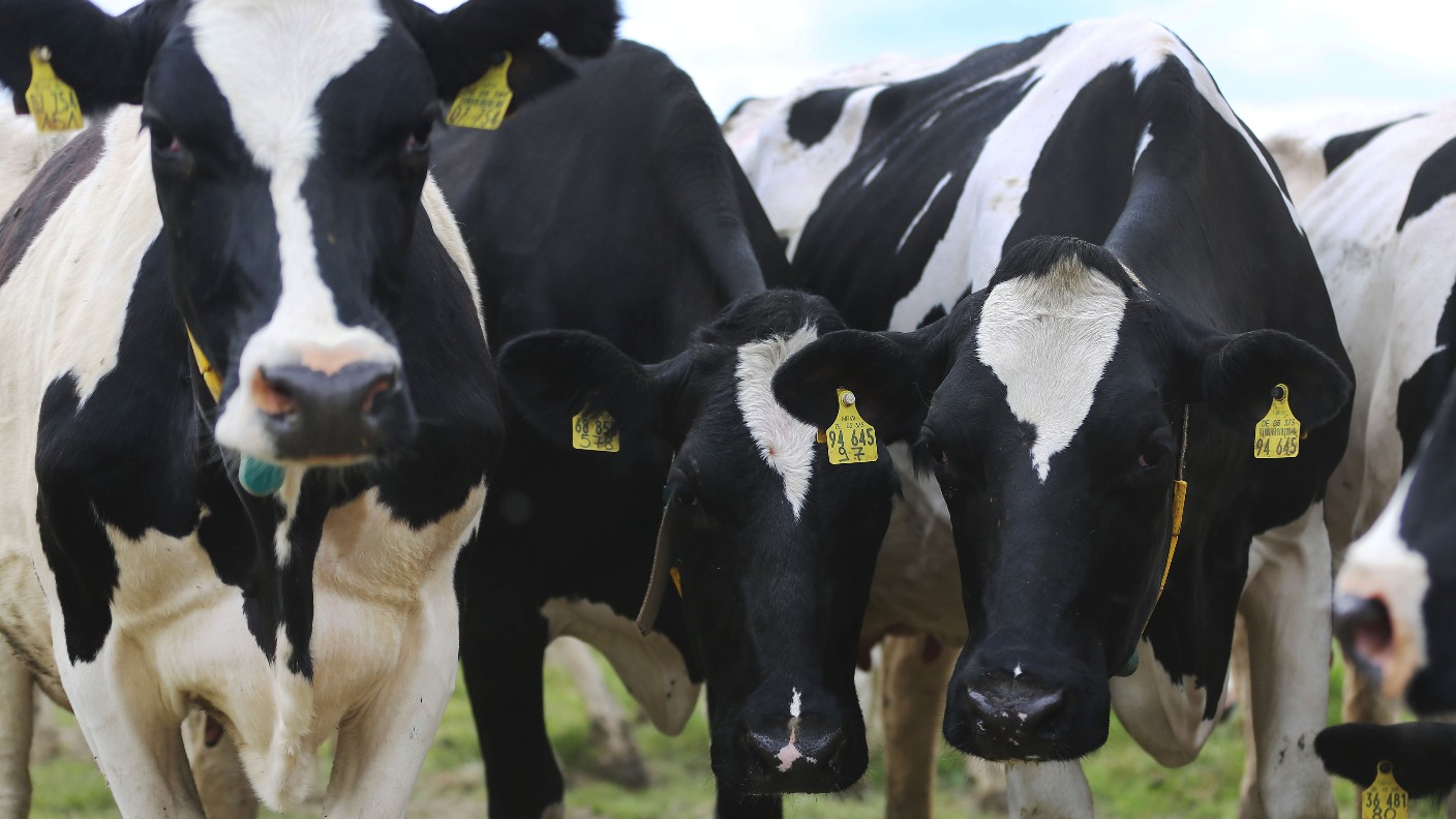 Nothing's mooving: Herd of cows halt trains by staging mass platform ...
