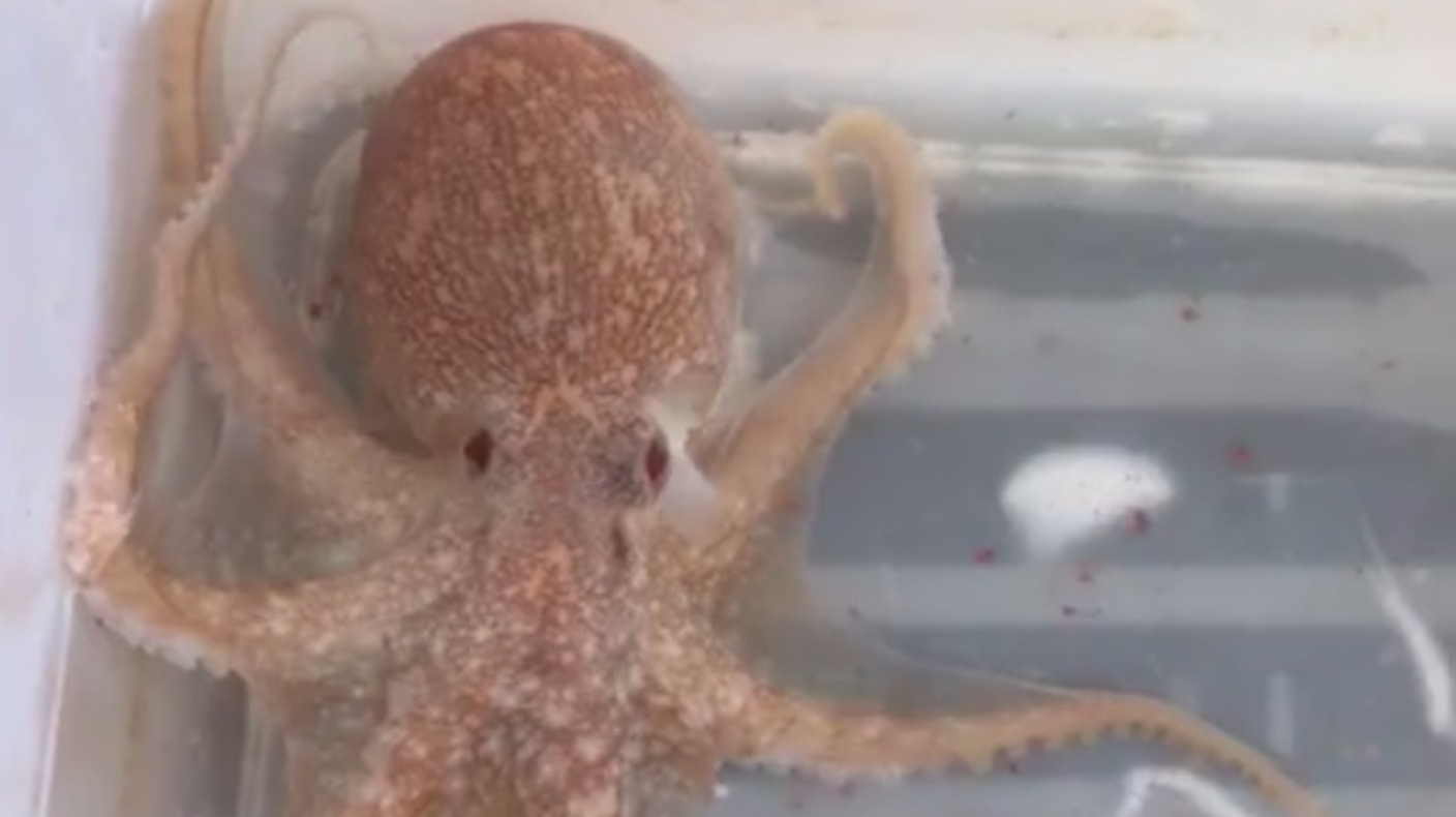 Three 'very rare' octopuses found off Jersey | ITV News Channel