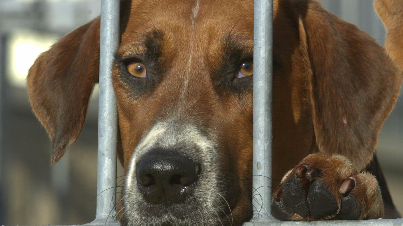 Warning issued to pet owners after a spate of suspected dog poisonings ...