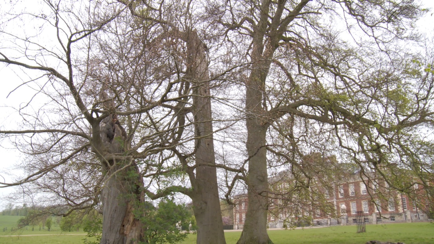 Campaign to protect ancient trees as well as ancient homes | ITV News ...