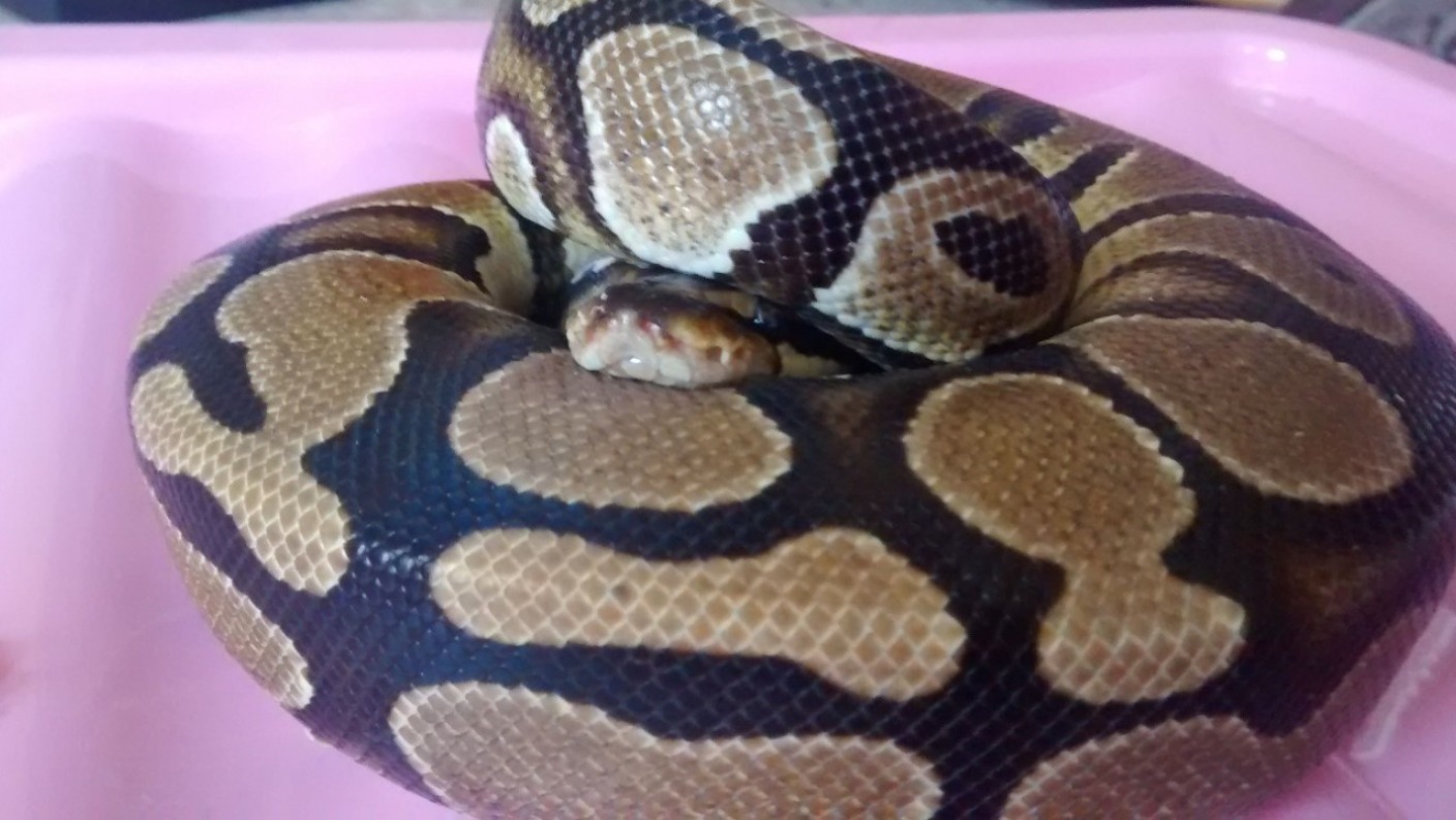 Abandoned python found on busy road in Surrey | ITV News London