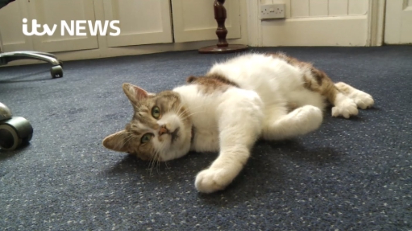 The cat causing controversy in Tewkesbury | ITV News West Country