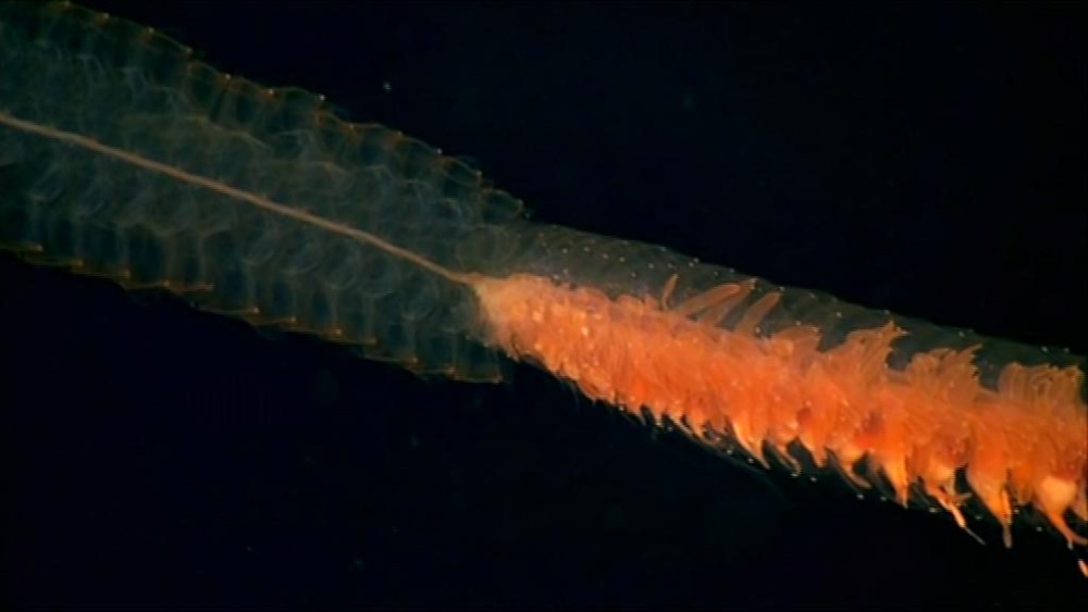 One million new underwater species discovered | ITV News