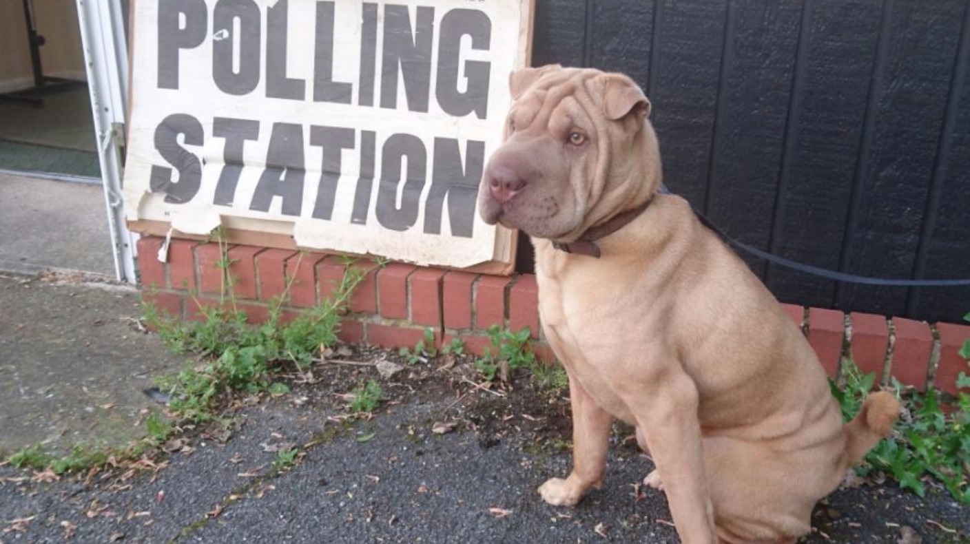 Paws to vote: The best dogs at polling stations | ITV News