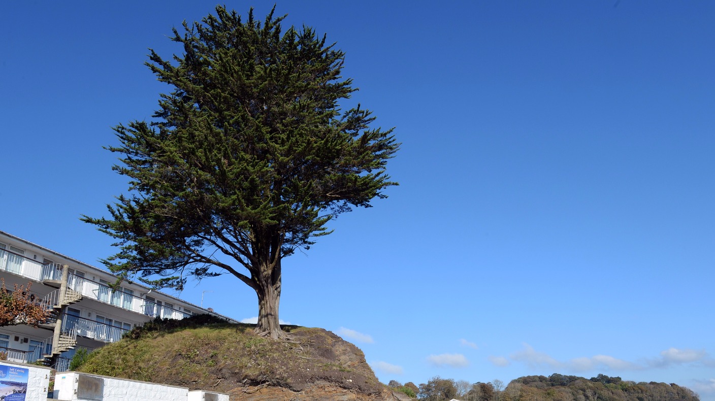 Giant Welsh tree saved from the chop, but experts warn it could still ...