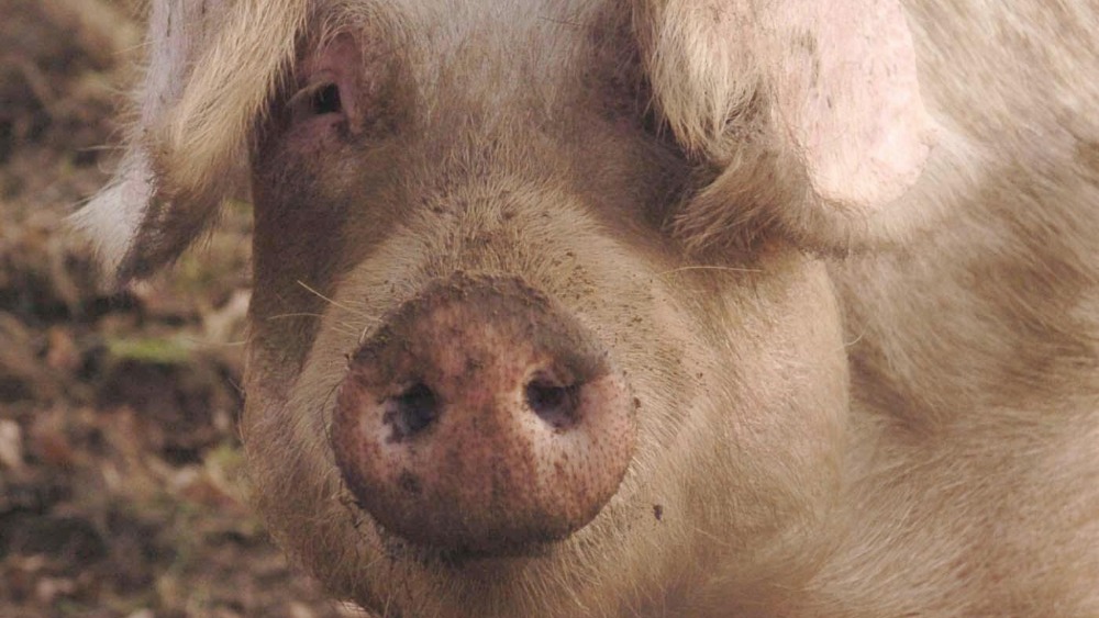 US farmer in Oregon eaten by his own pigs | ITV News