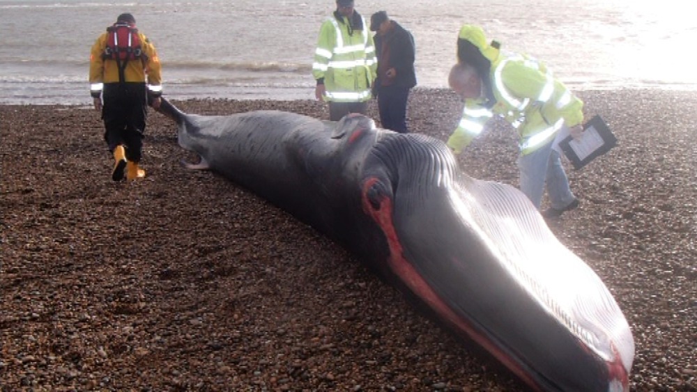Experts investigate whale death | ITV News Anglia